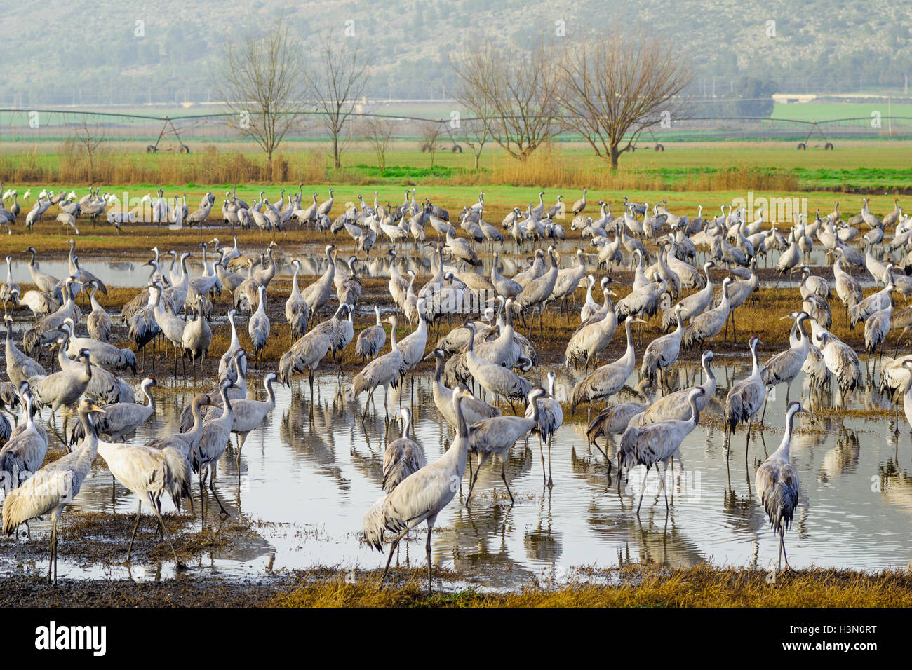 Common crane birds in Agamon Hula bird refuge, Hula Valley, Israel ...