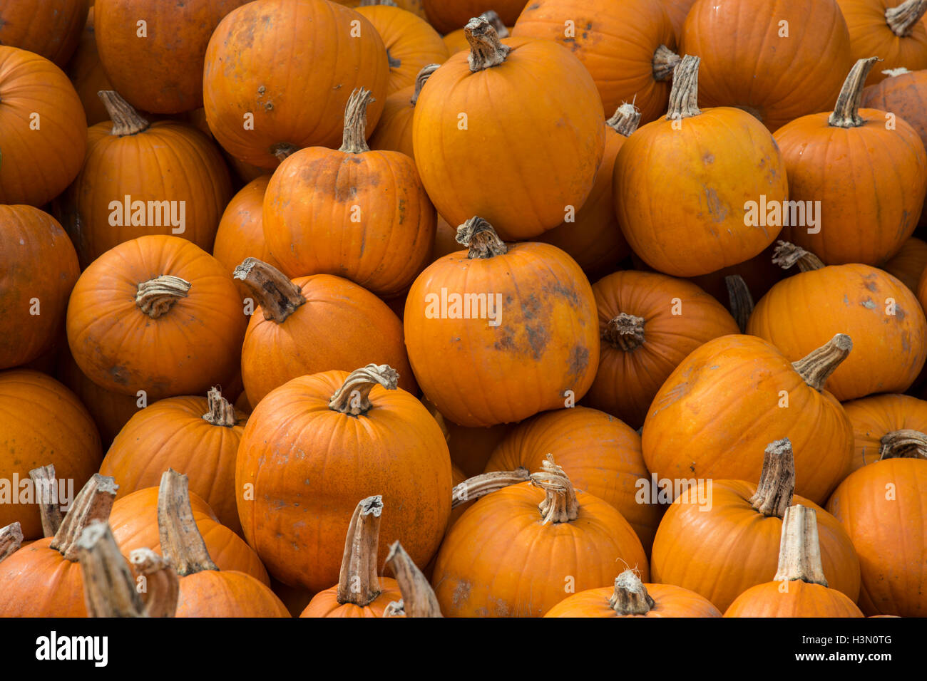 Slindon pumpkins hi-res stock photography and images - Alamy
