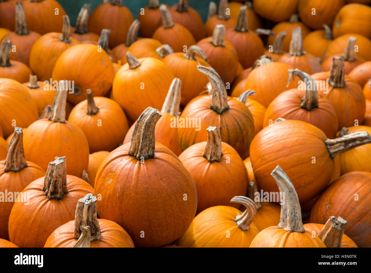 Variety of pumpkins at Slindon Farm, West Sussex Stock Photo - Alamy