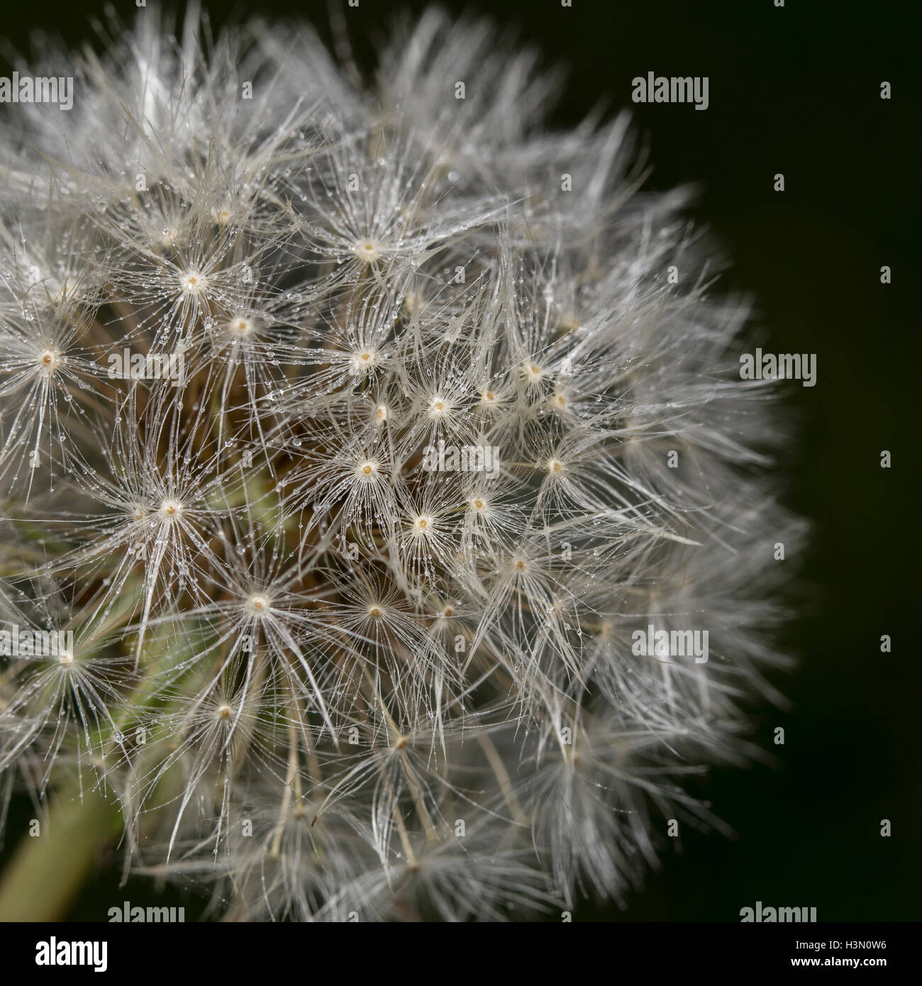 Dandelion seed head Stock Photo - Alamy