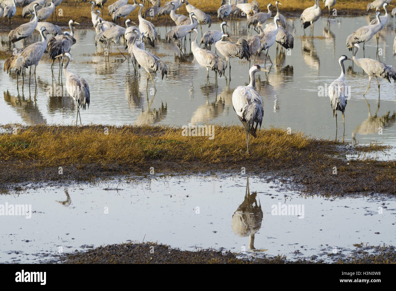 Common crane birds in Agamon Hula bird refuge, Hula Valley, Israel ...