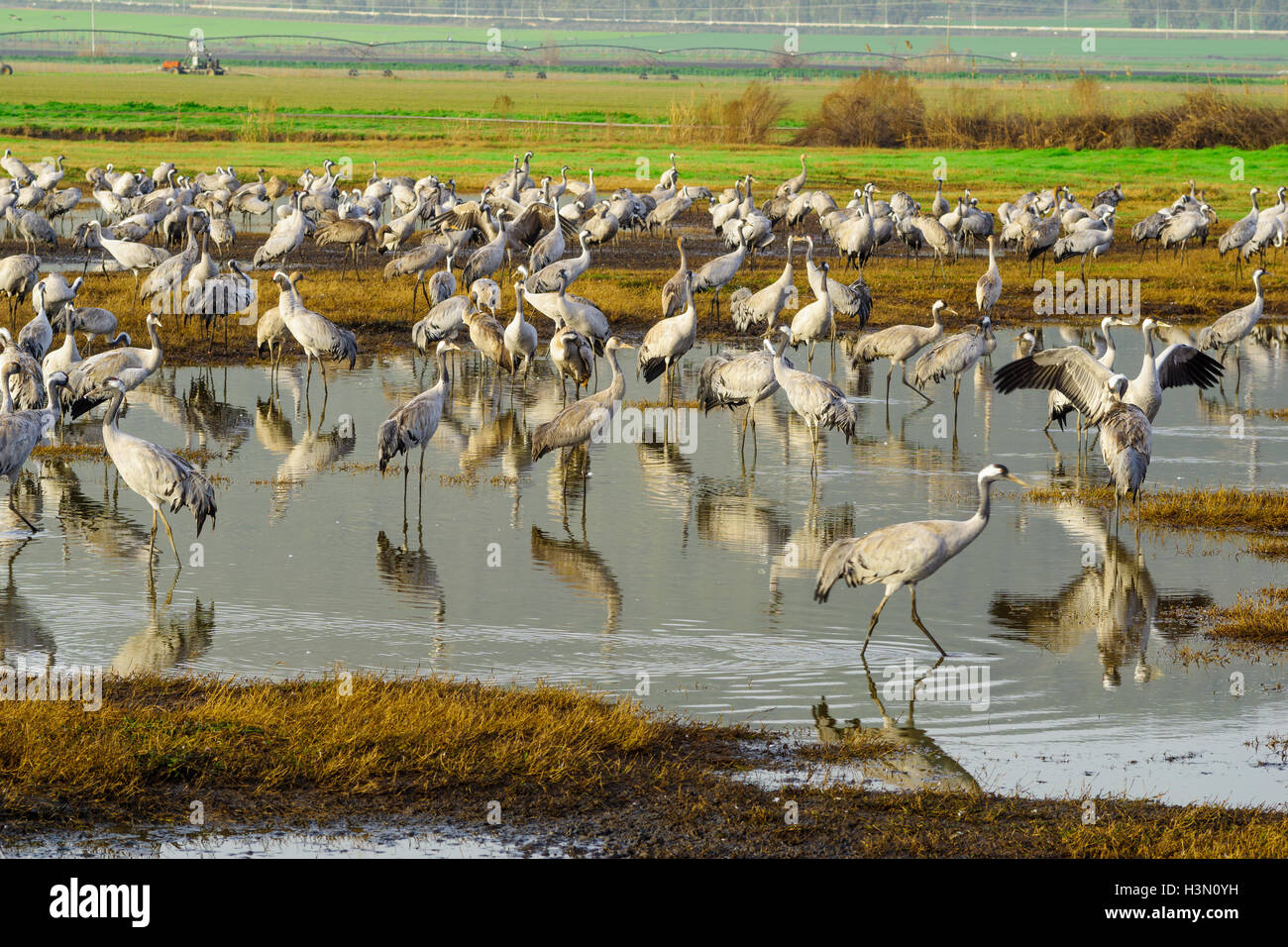 Common crane birds in Agamon Hula bird refuge, Hula Valley, Israel ...