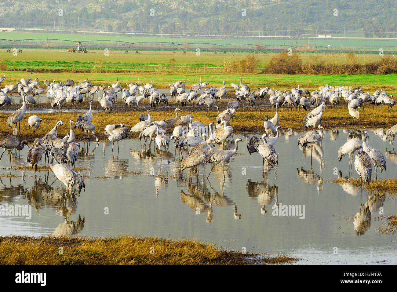 Common crane birds in Agamon Hula bird refuge, Hula Valley, Israel ...