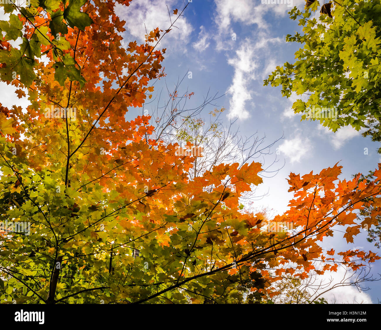 Early fall colors in ontario hi-res stock photography and images - Alamy