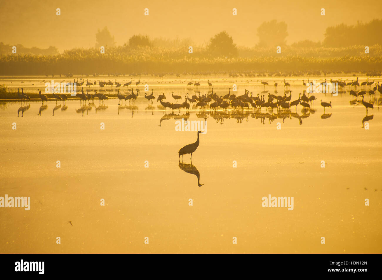 Various birds in Agamon Hula bird refuge on sunrise, Hula Valley ...