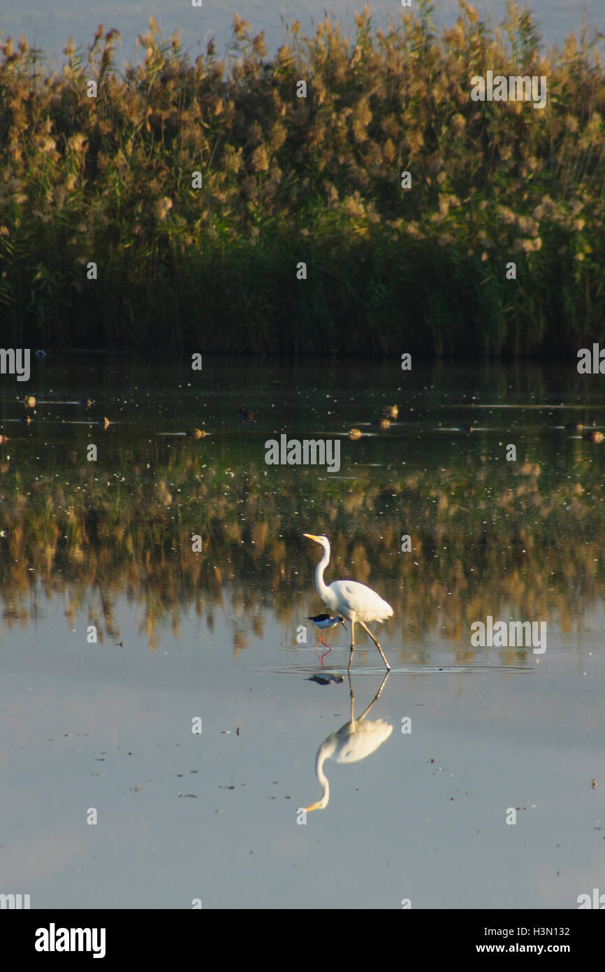 Various birds in Agamon Hula bird refuge, Hula Valley, Israel Stock ...
