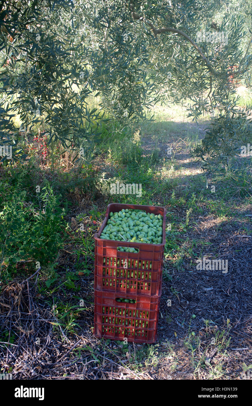 Olive harvest - crate of olives Stock Photo - Alamy