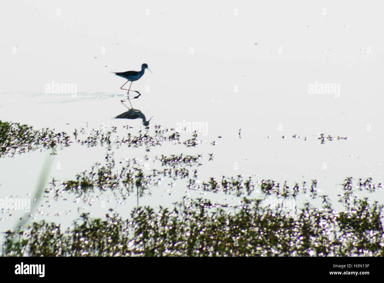 A bird in Agamon Hula bird refuge, Hula Valley, Israel Stock Photo - Alamy