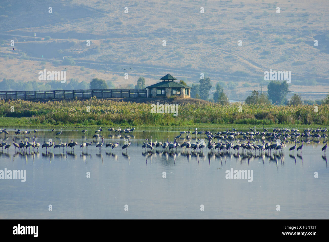 Crane birds and bird observation station, in Agamon Hula bird refuge ...
