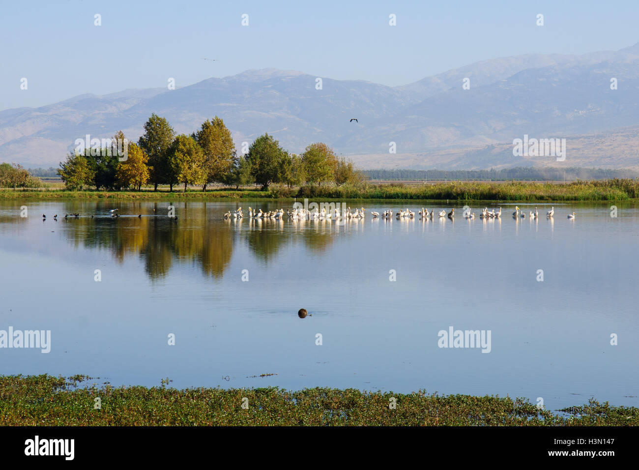 Pelicans and other birds in Agamon Hula bird refuge, Hula Valley ...