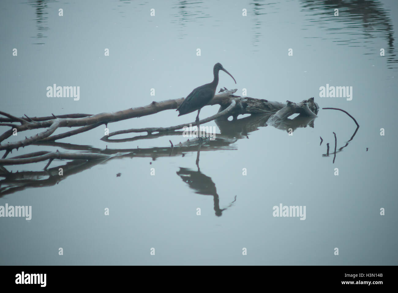 Ibis bird in Agamon Hula bird refuge, Hula Valley, Israel Stock Photo ...