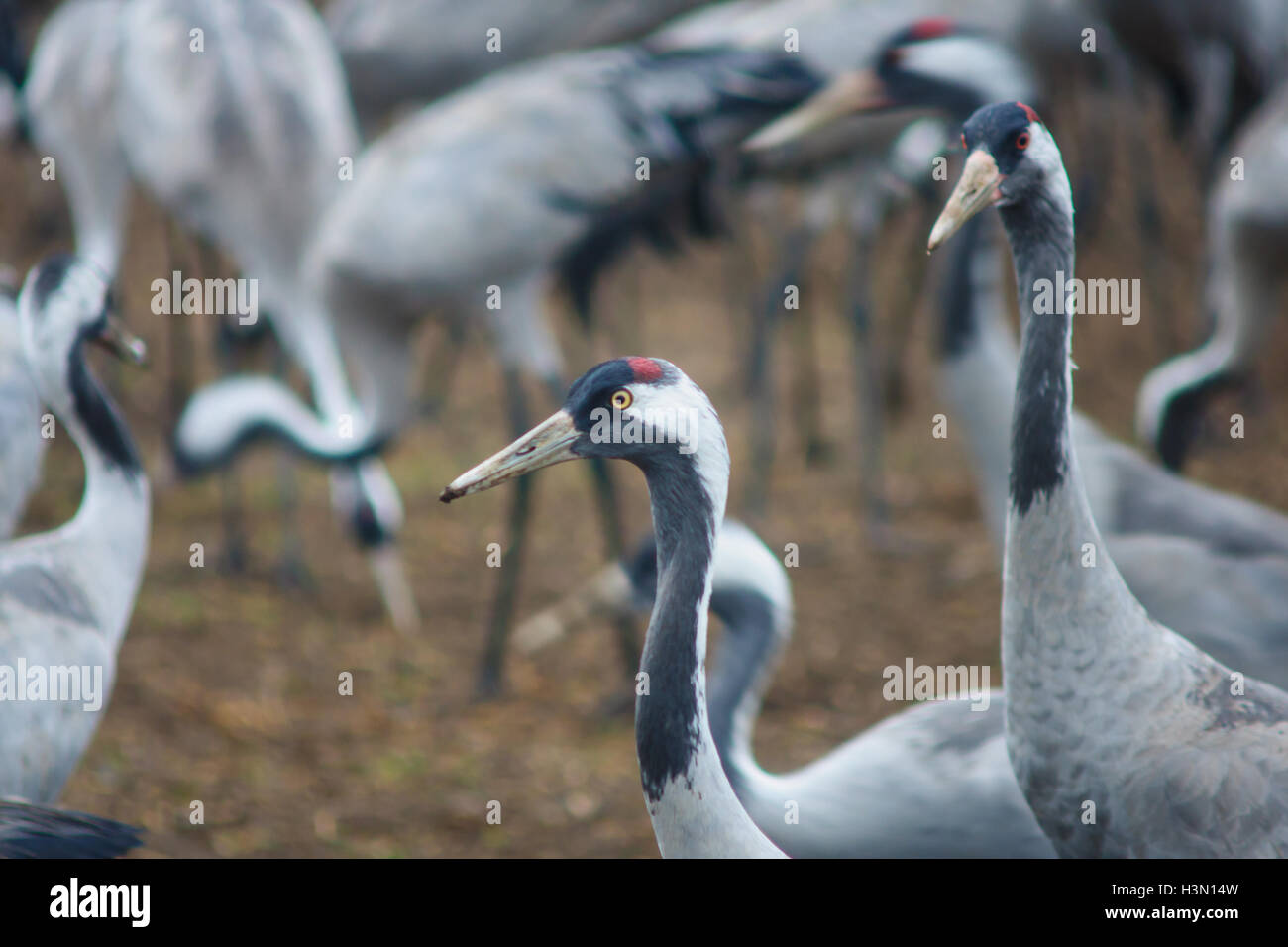 Common crane birds in Agamon Hula bird refuge, Hula Valley, Israel ...