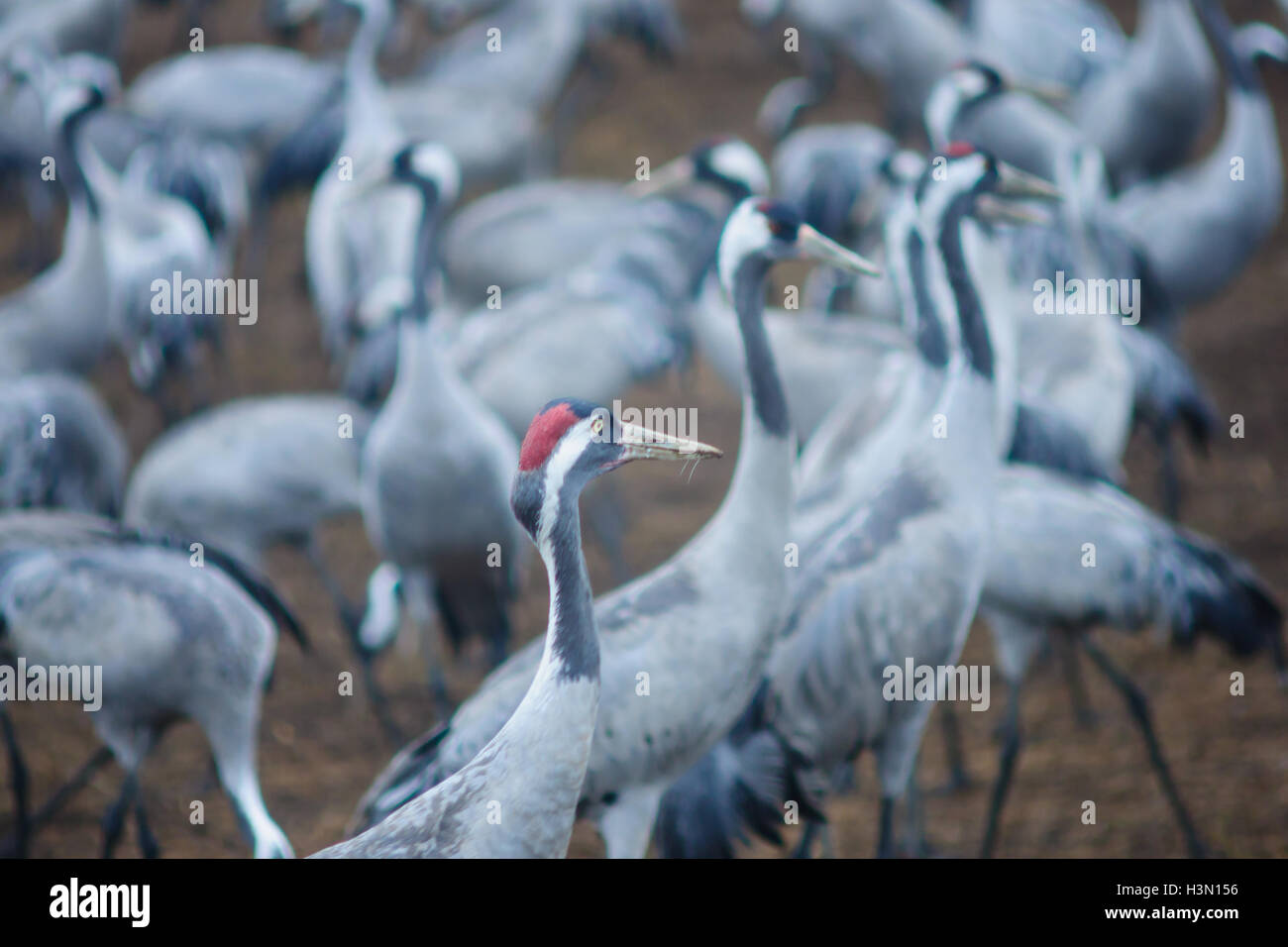 Common crane birds in Agamon Hula bird refuge, Hula Valley, Israel ...