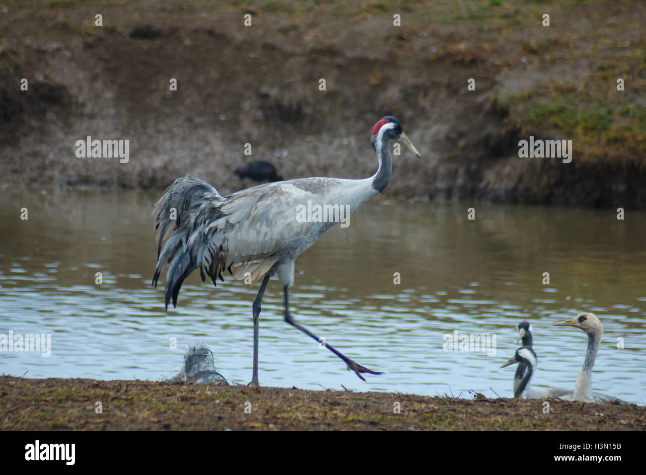 Common crane birds in Agamon Hula bird refuge, Hula Valley, Israel ...
