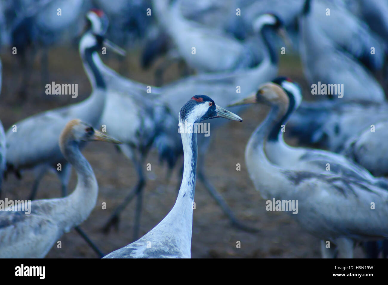 Common crane birds in Agamon Hula bird refuge, Hula Valley, Israel ...