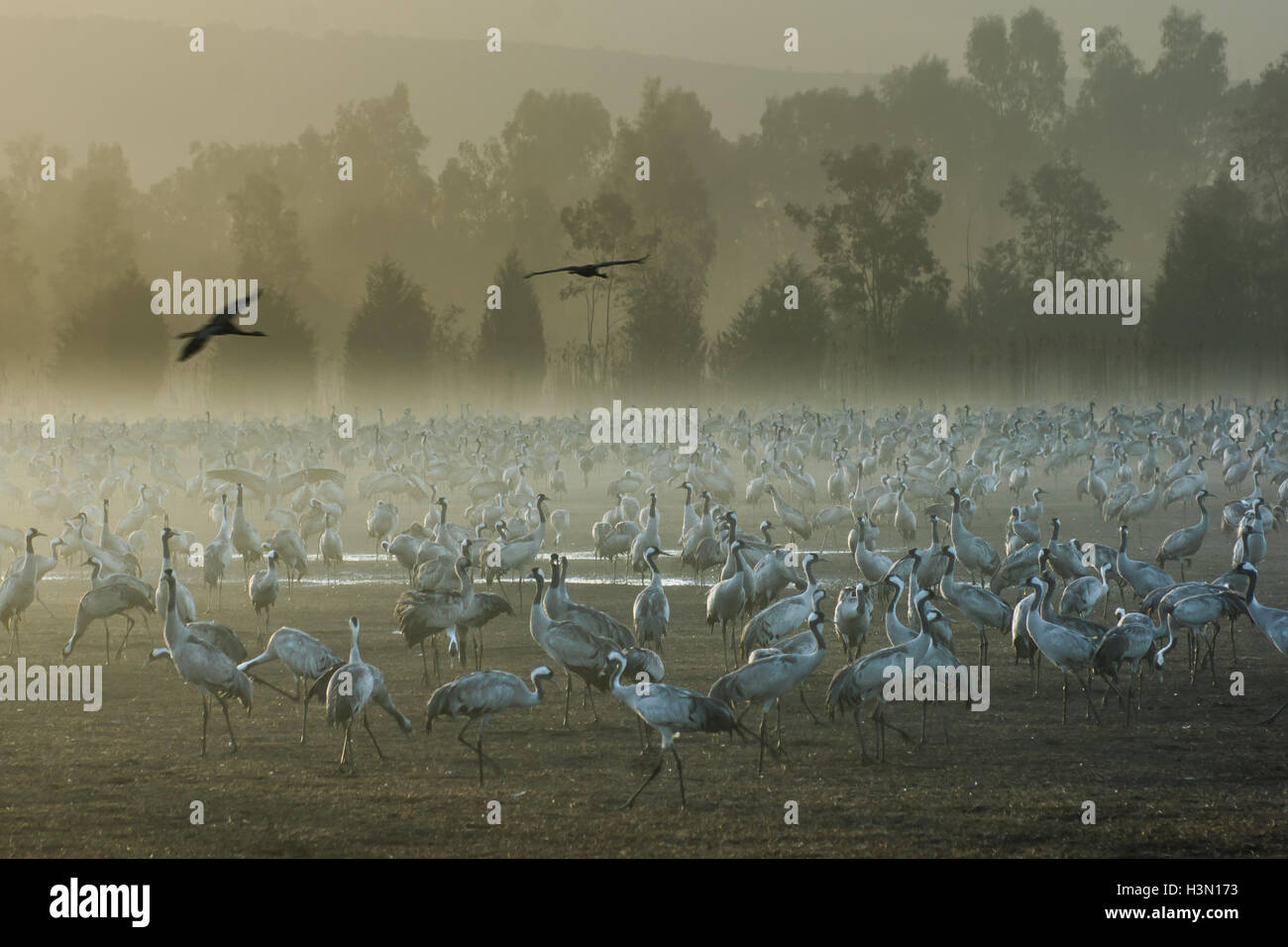 Crane birds in the Agamon Hula nature reserve Stock Photo - Alamy