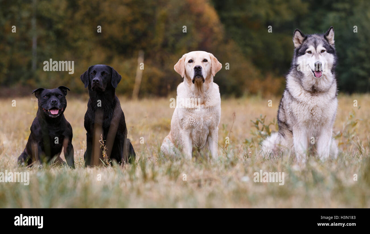 Breeds of dogs hi-res stock photography and images - Alamy
