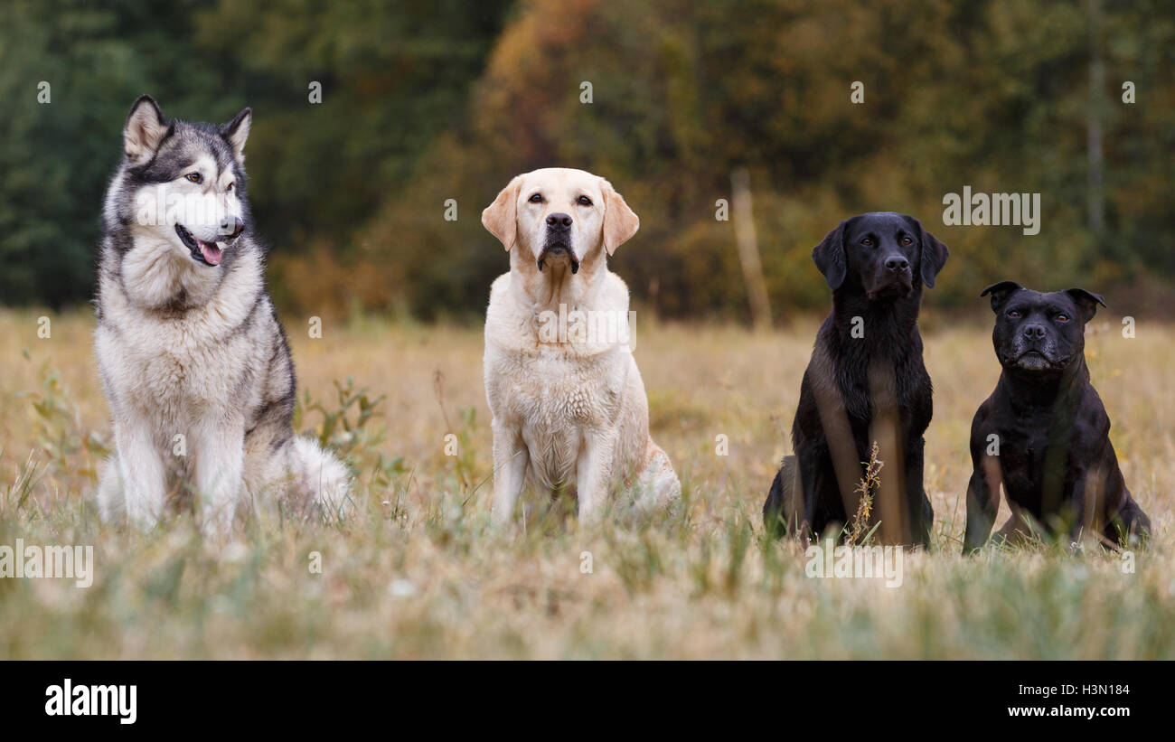 Various breeds of dogs sitting on autumn meadow Stock Photo - Alamy