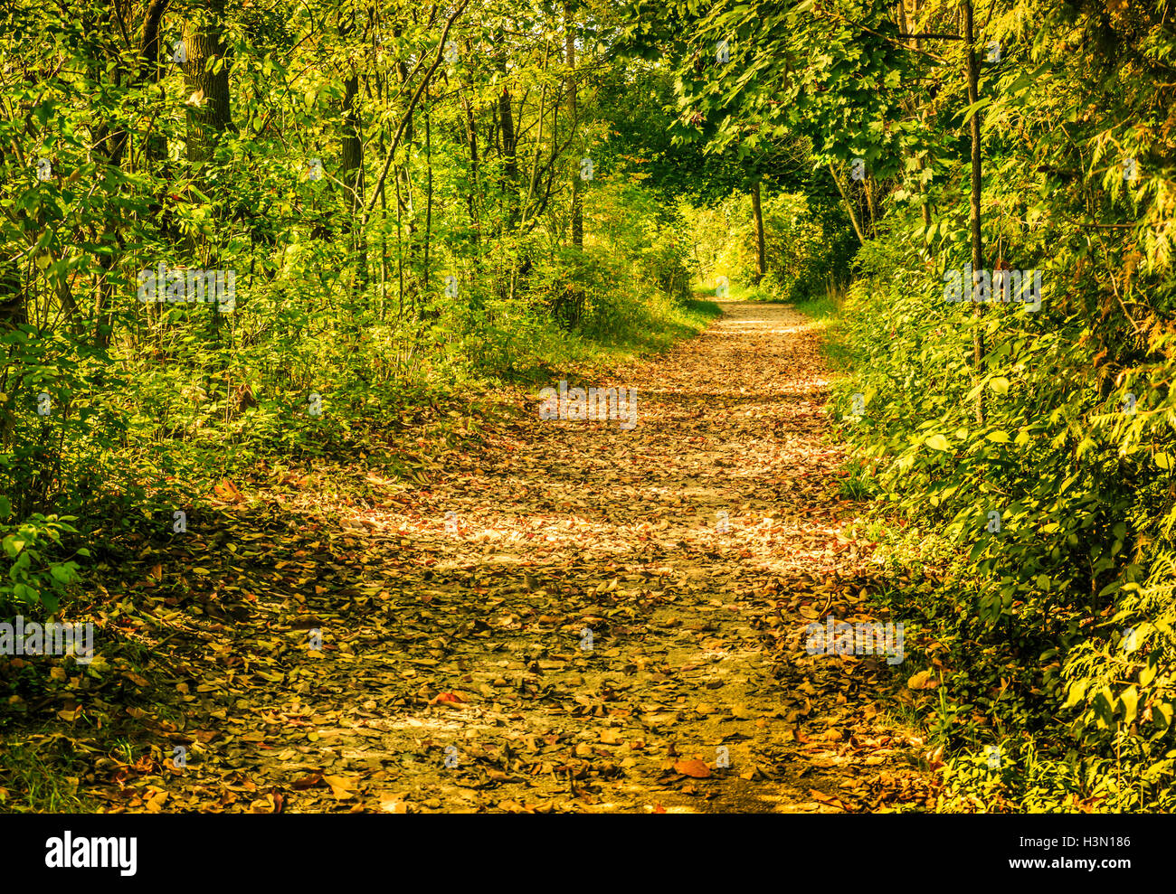 Leaves litter along a walking trail, early fall Canada Stock Photo - Alamy