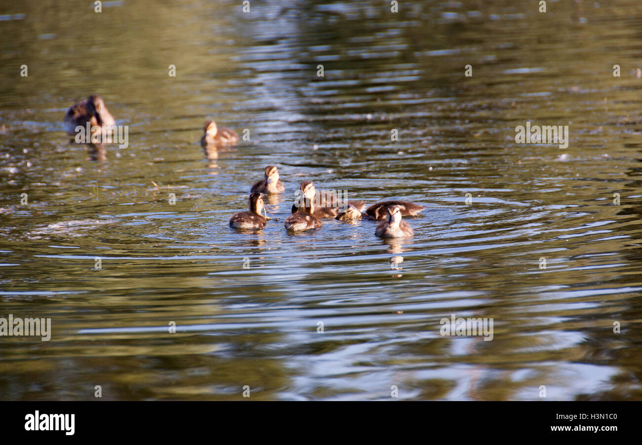 Duck keep their ducks to eat carefully and keep them Stock Photo - Alamy