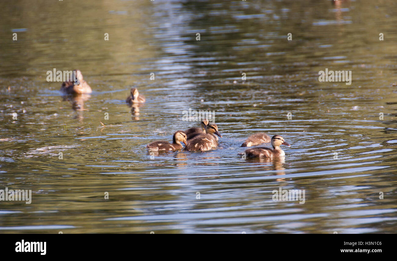 Duck keep their ducks to eat carefully and keep them Stock Photo - Alamy