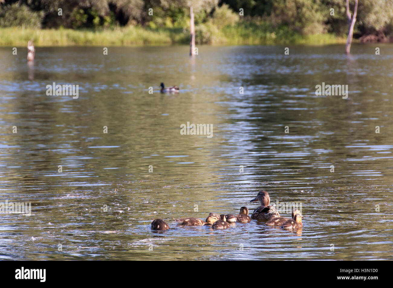 Duck keep their ducks to eat carefully and keep them Stock Photo - Alamy