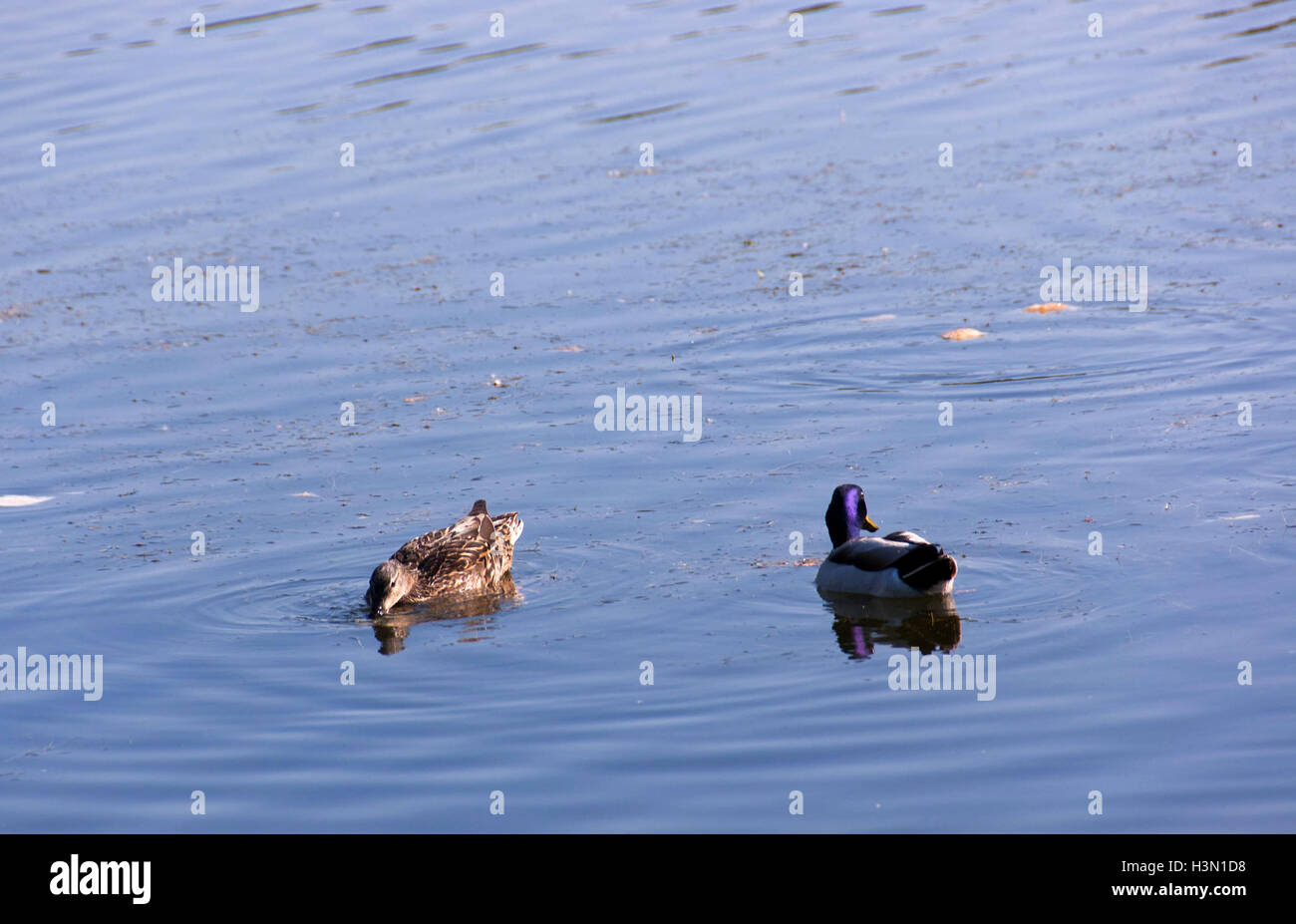 A flock of wild ducks enjoying the Danube Stock Photo - Alamy