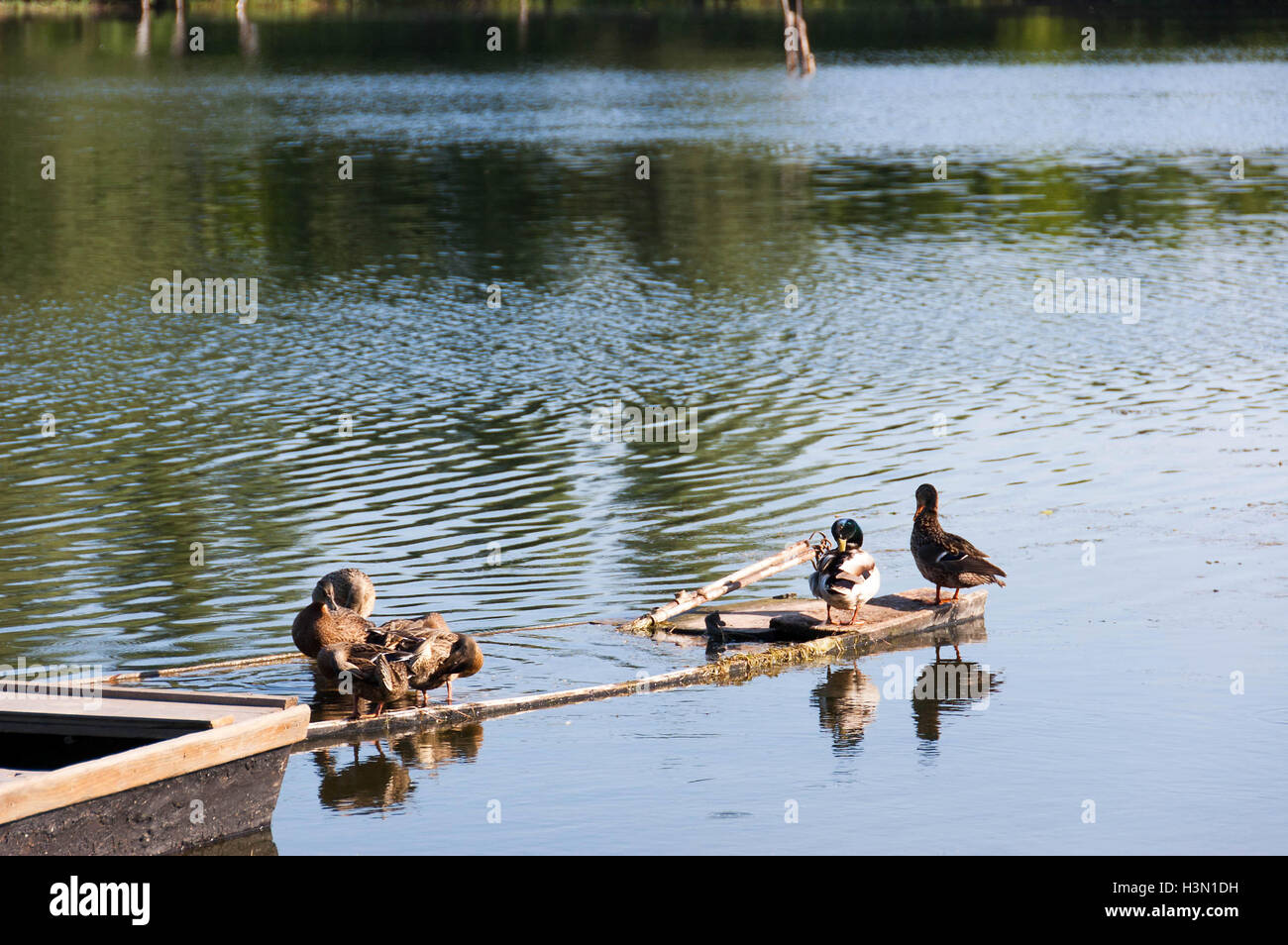 A flock of wild ducks enjoying the Danube Stock Photo - Alamy