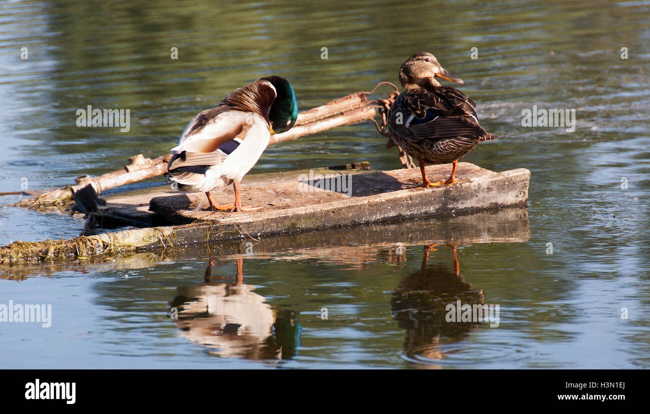 A flock of wild ducks enjoying the Danube Stock Photo - Alamy