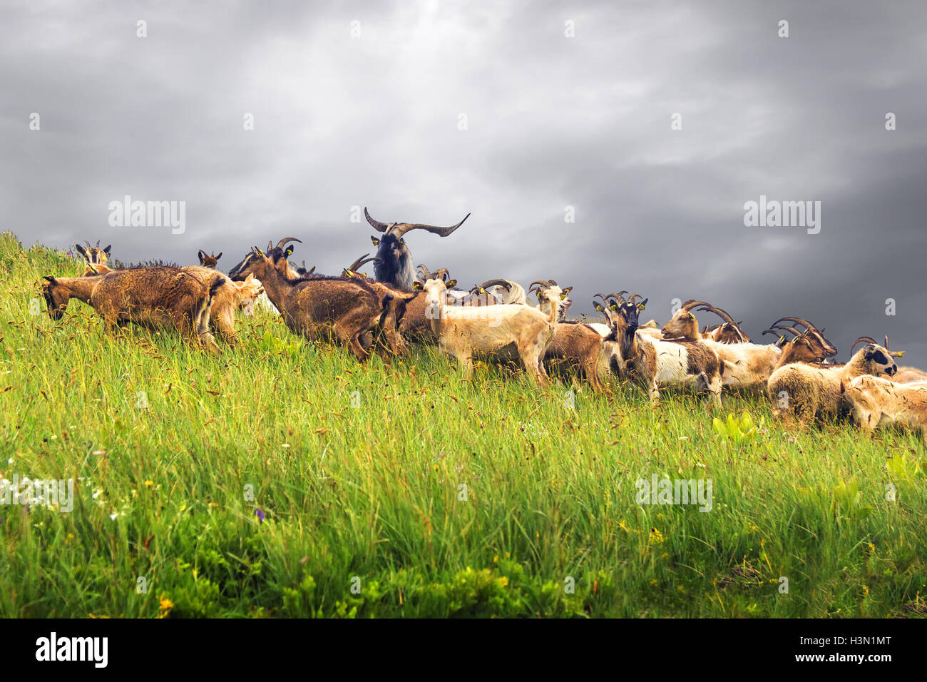 Balkan wild goat hi-res stock photography and images - Alamy