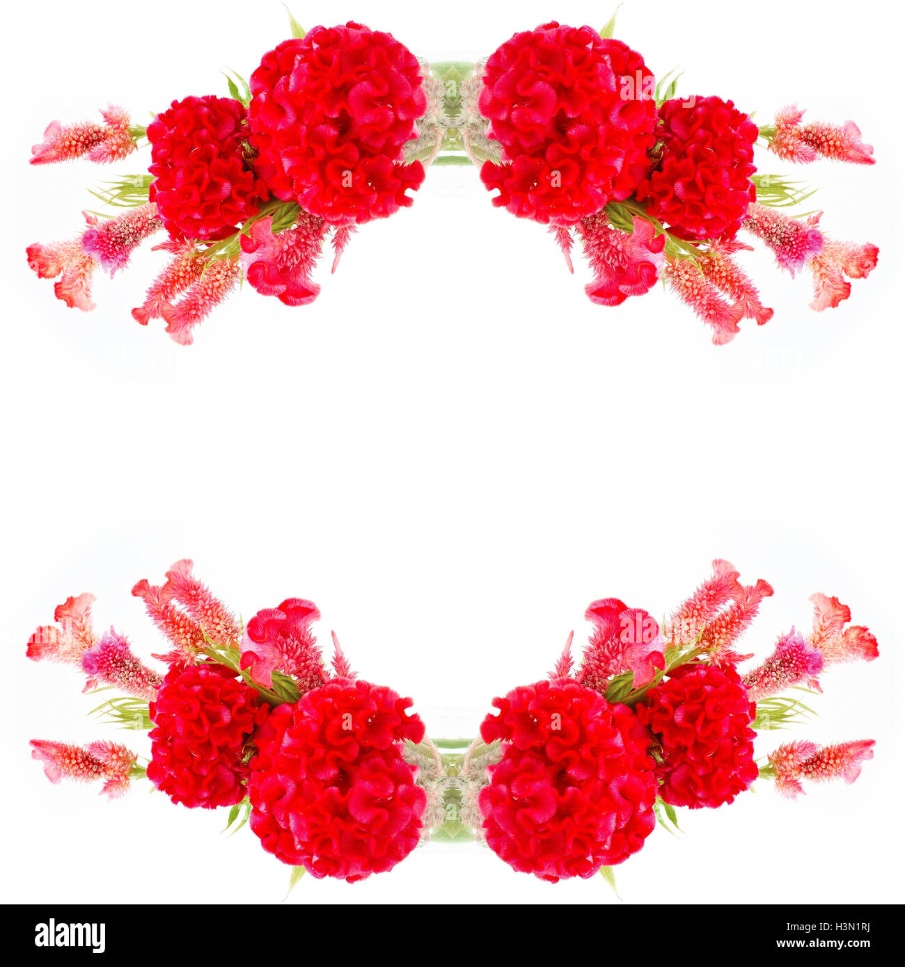 White cockscomb hi-res stock photography and images - Alamy