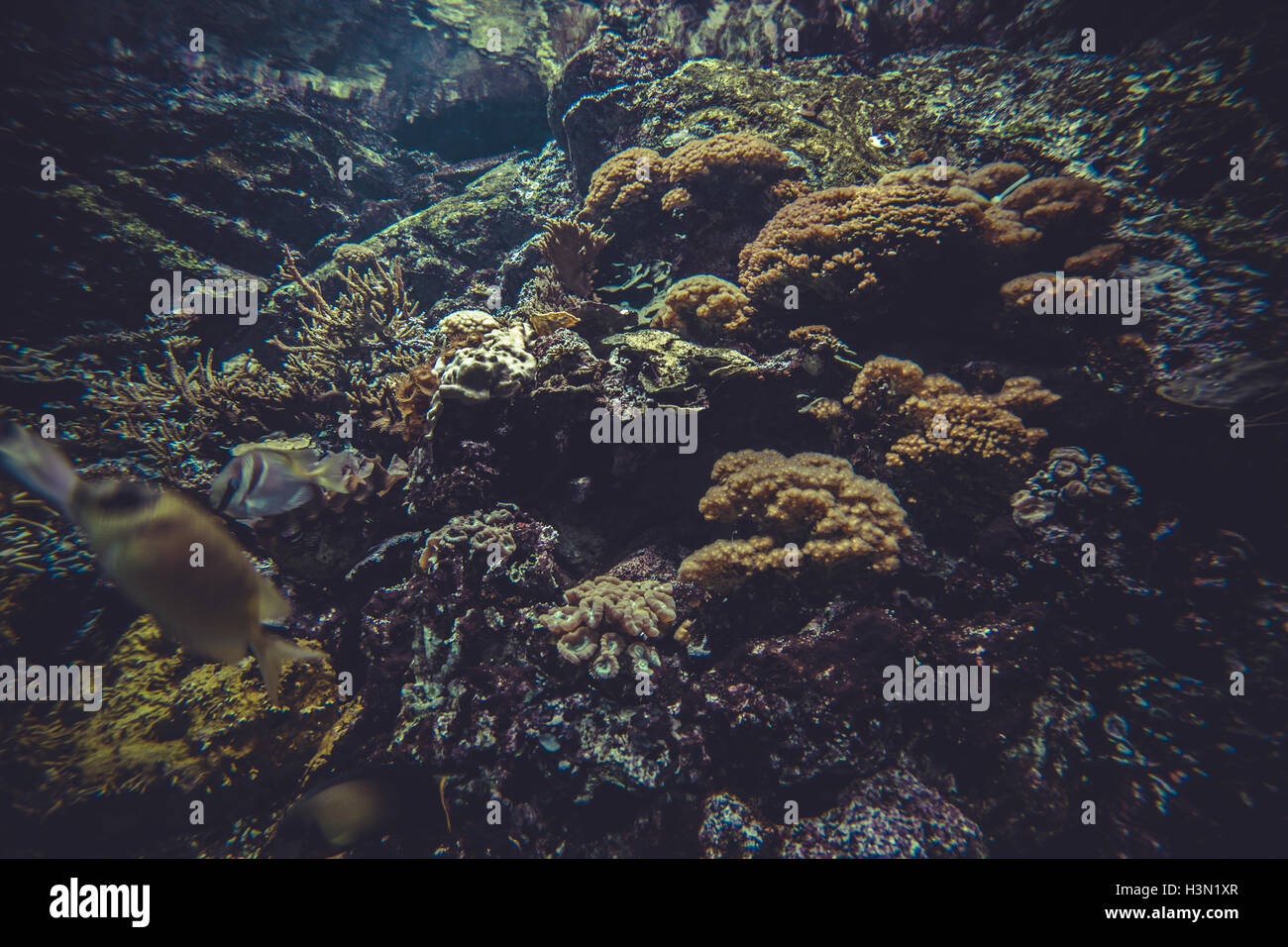 small coral reef ecosystem Stock Photo - Alamy