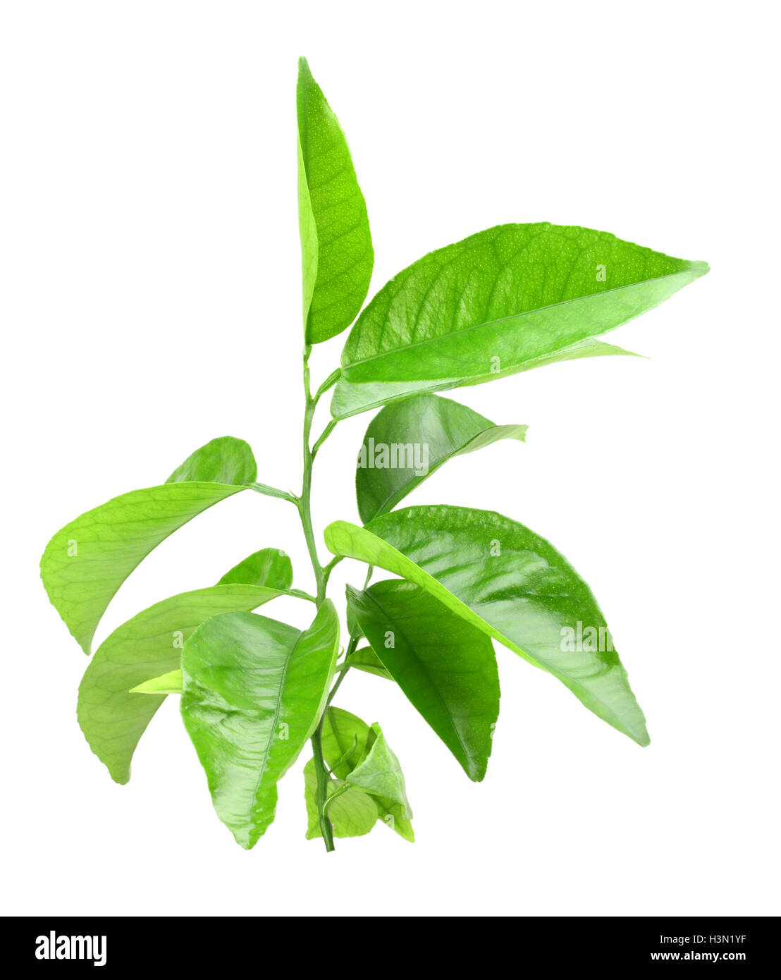 Branch of citrus-tree Stock Photo - Alamy