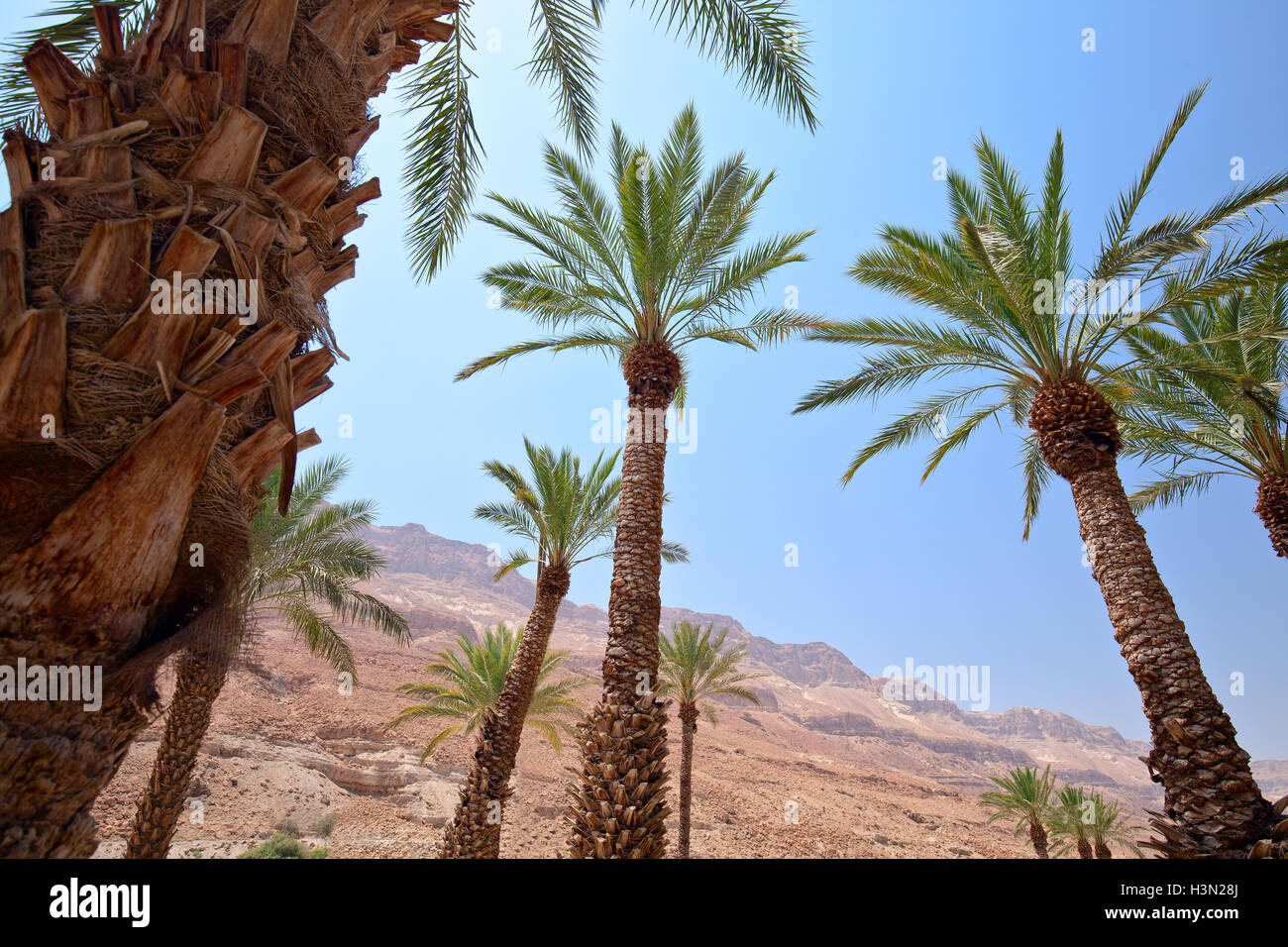 Idyllic oasis in the south of Israel Stock Photo - Alamy