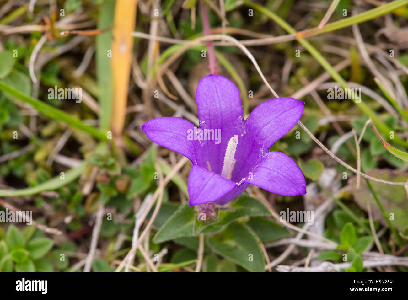 autumn gentian (Gentianella amarella) flower growing in old quarry ...