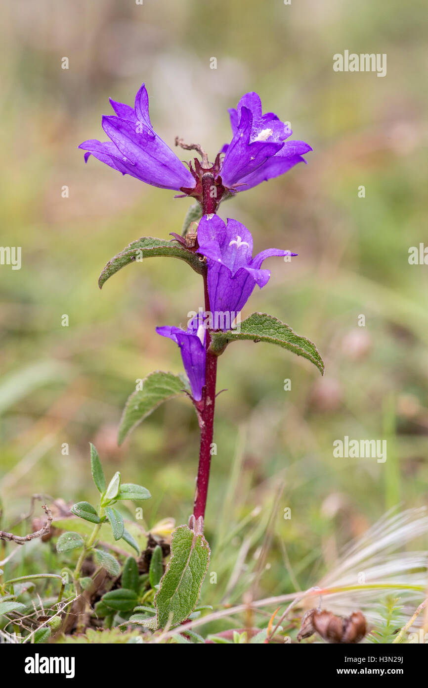 Gentianella amarella hi-res stock photography and images - Alamy