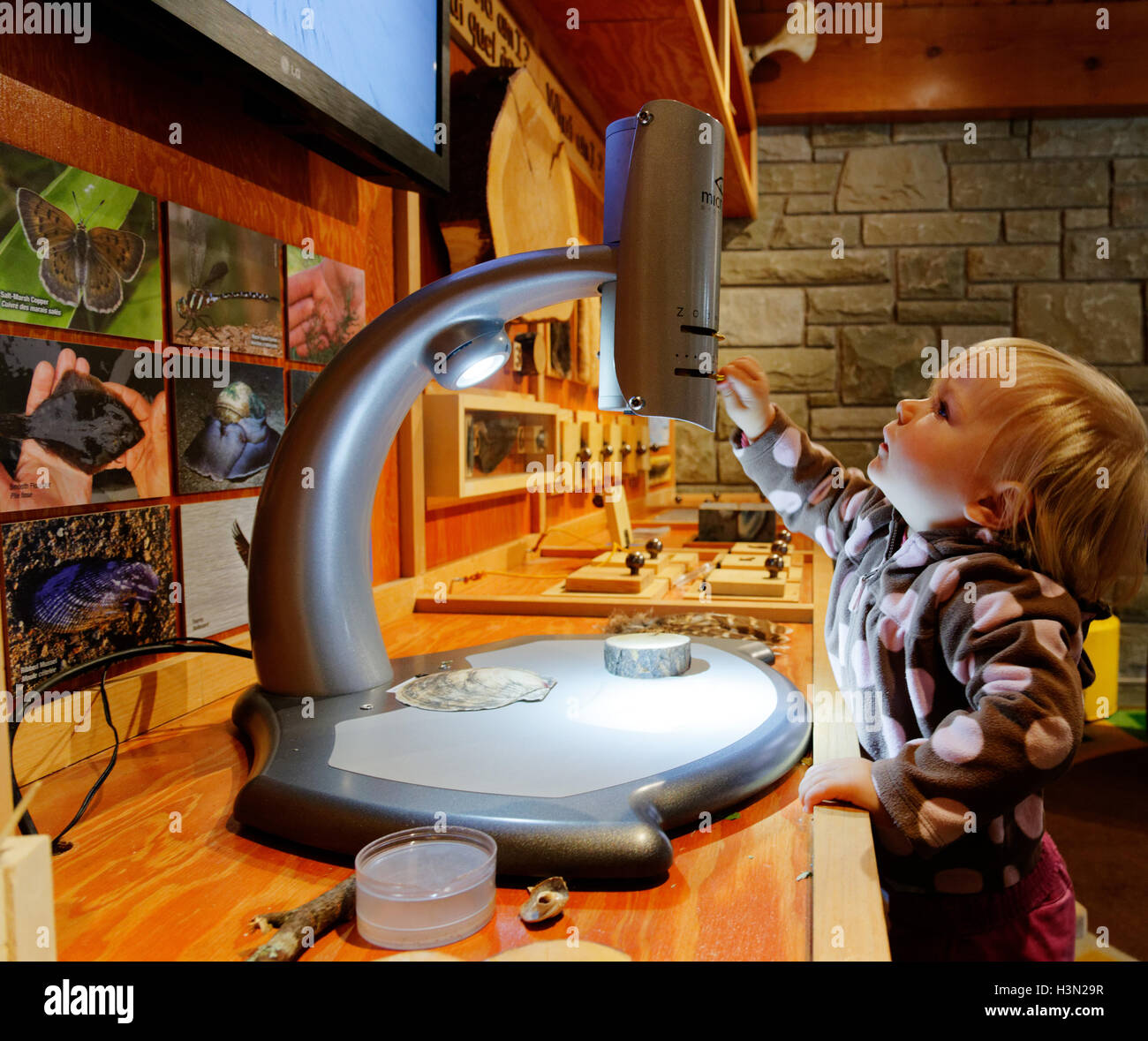 A little girl looking at the microscope interactive exhibit in ...