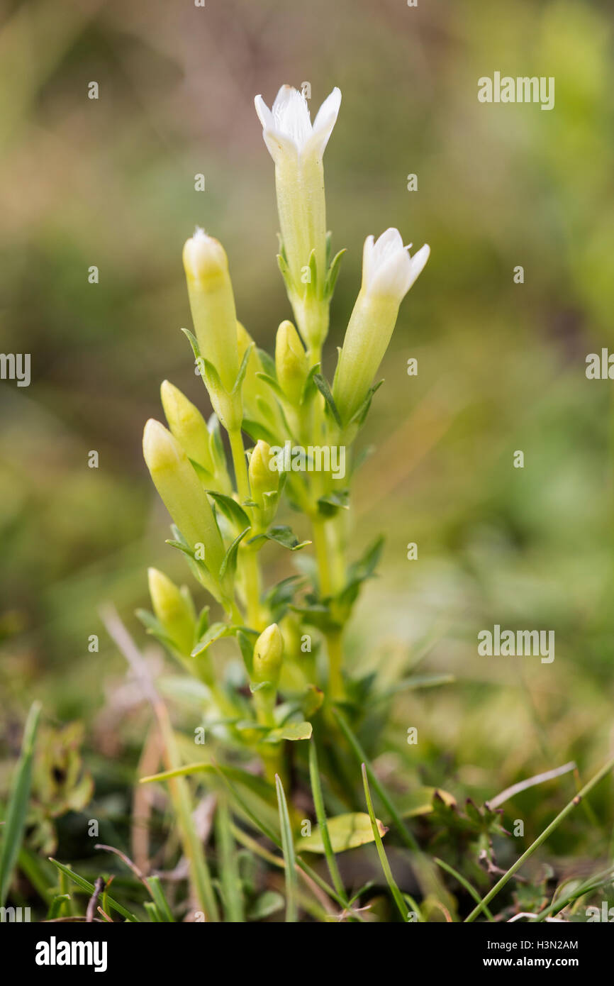 autumn gentian (Gentianella amarella) flower growing in old quarry ...