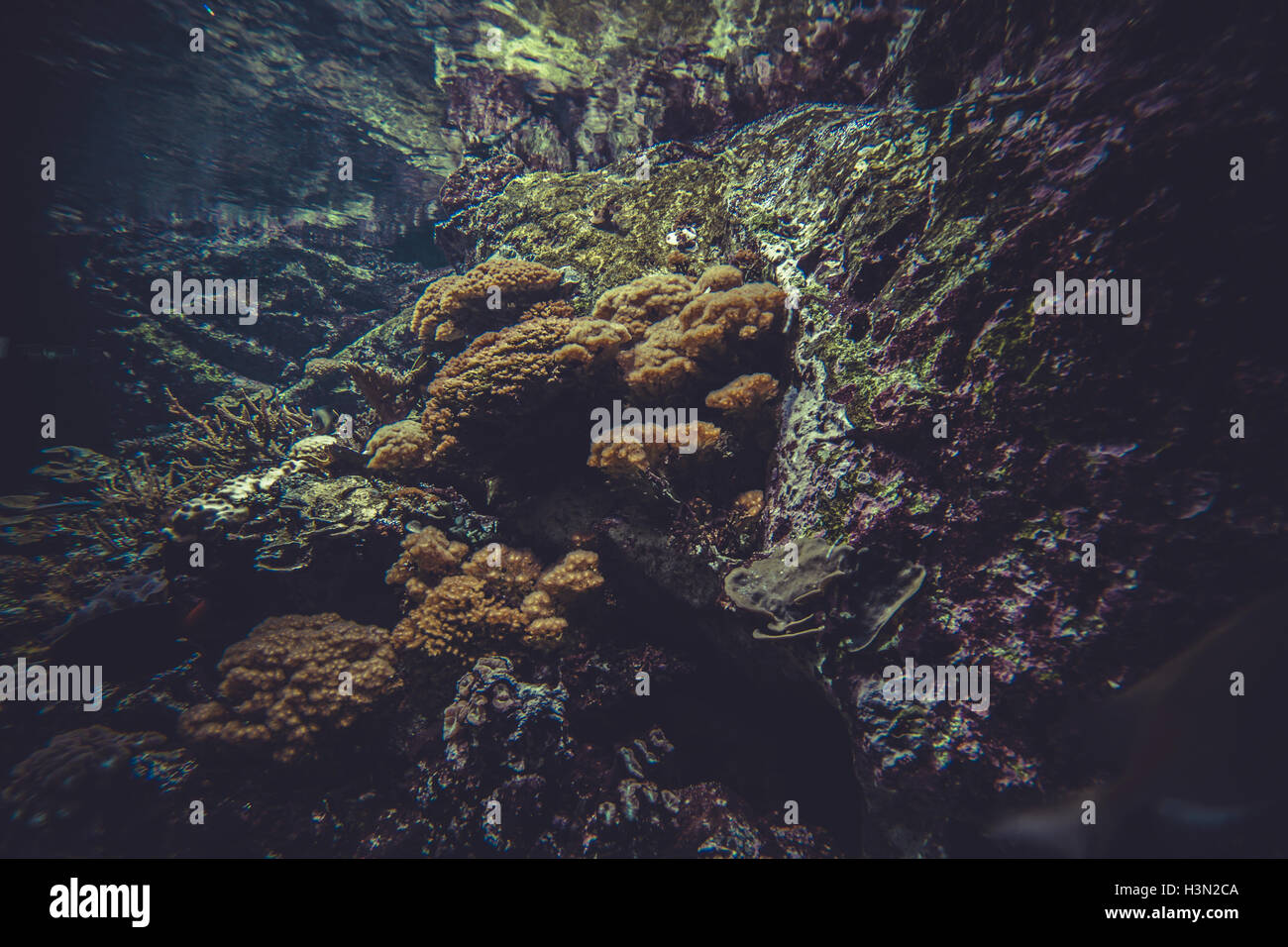 natural small coral reef ecosystem Stock Photo - Alamy