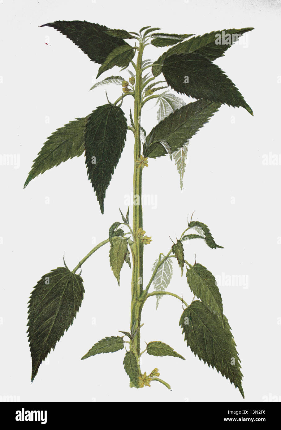 Jute plant hi-res stock photography and images - Alamy