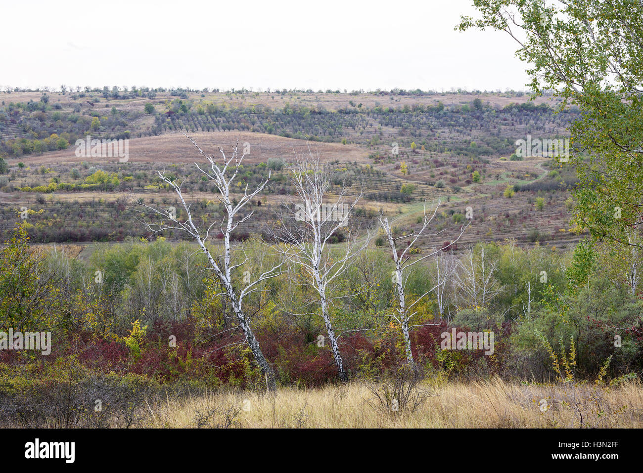 Birch trees and colored forest and hills in autumn in Moldova Stock ...