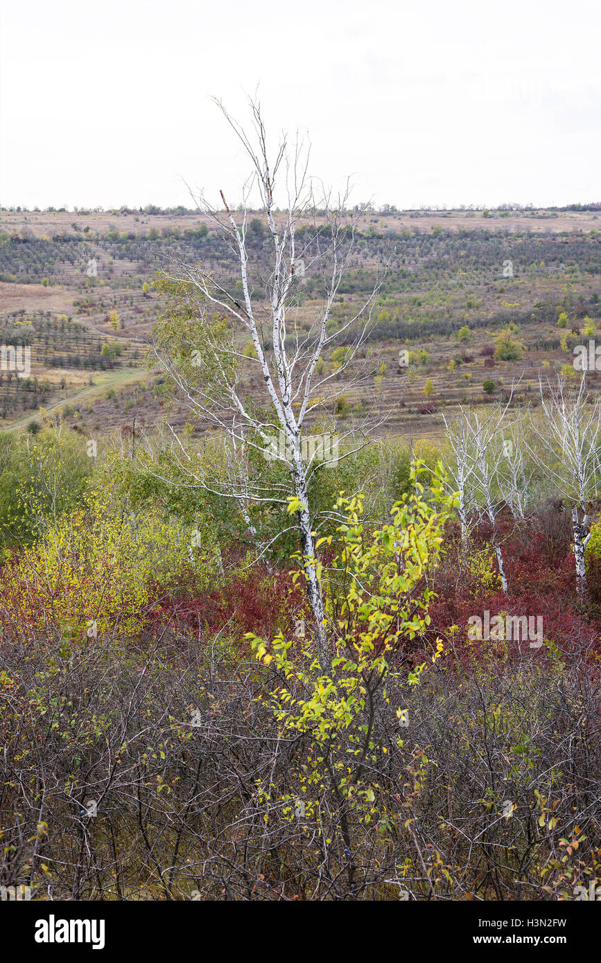 Birch trees and colored forest and hills in autumn in Moldova Stock ...