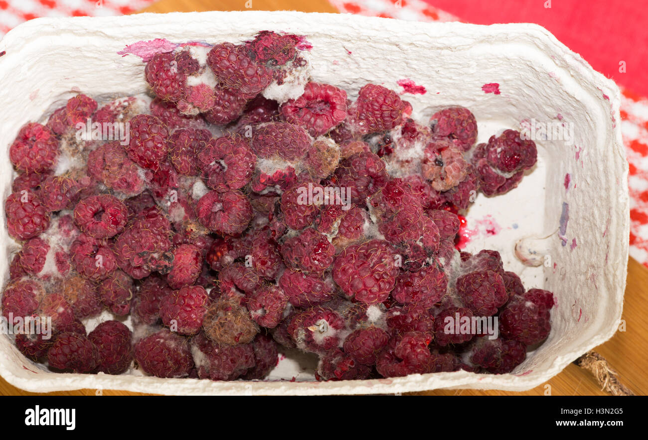 Moldy raspberries hi-res stock photography and images - Alamy