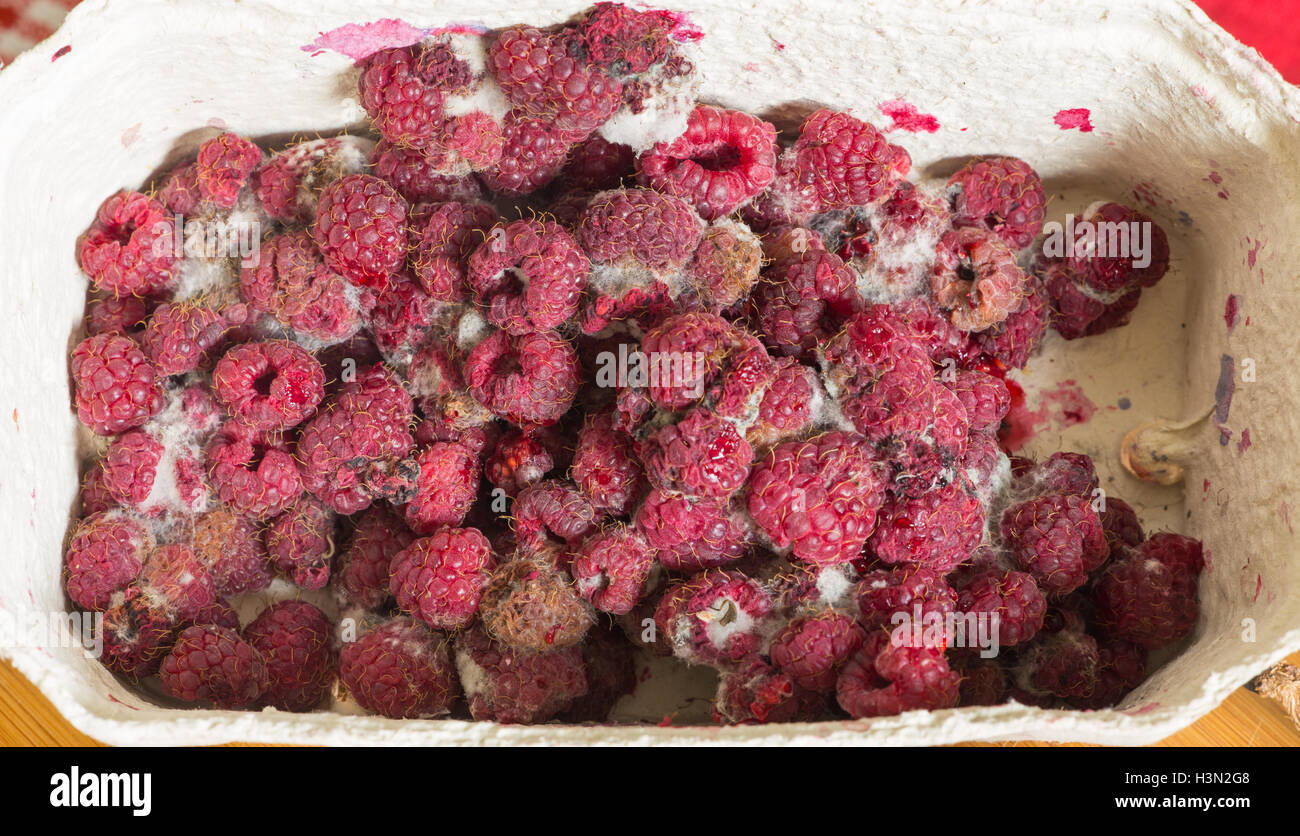 Moldy raspberries hi-res stock photography and images - Alamy