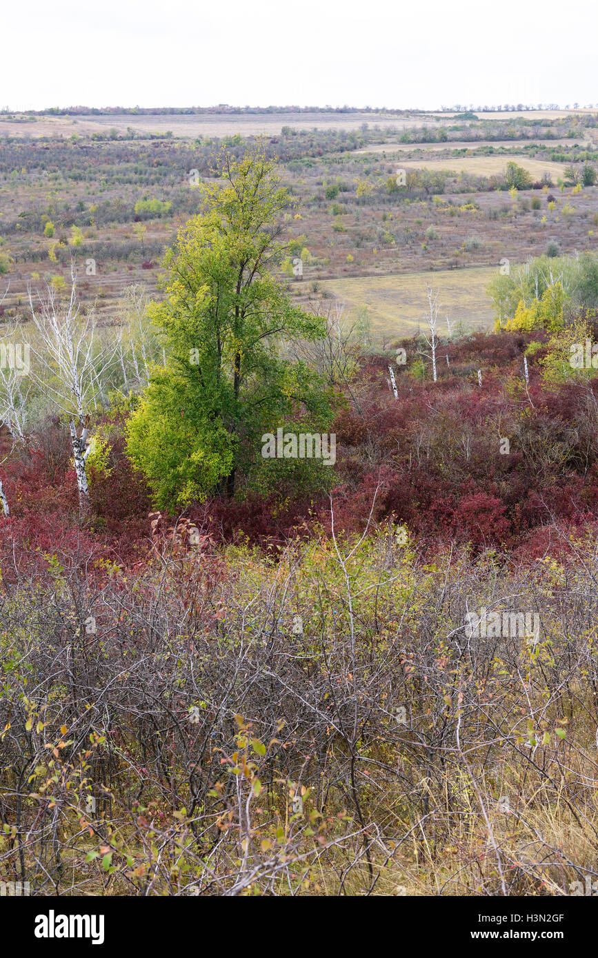 Birch trees and colored forest and hills in autumn in Moldova Stock ...