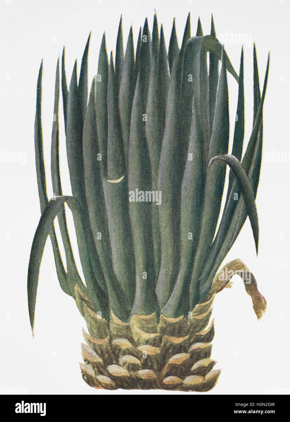 Herbs medicinal plants botanical illustration hi-res stock photography ...