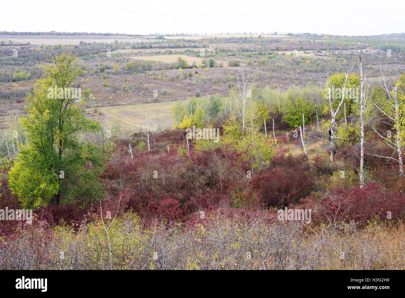 Birch trees and colored forest and hills in autumn in Moldova Stock ...