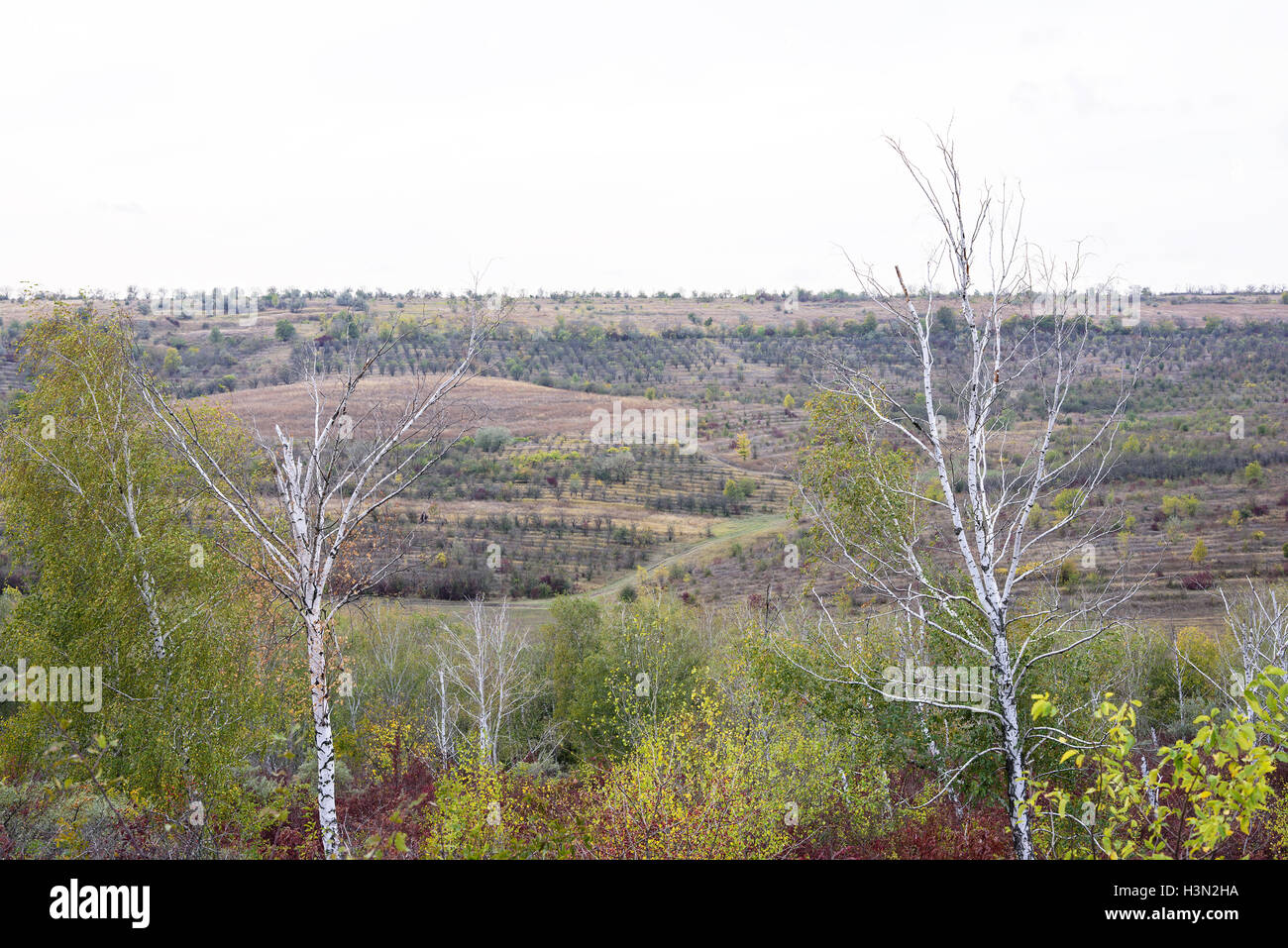 Birch trees and colored forest and hills in autumn in Moldova Stock ...