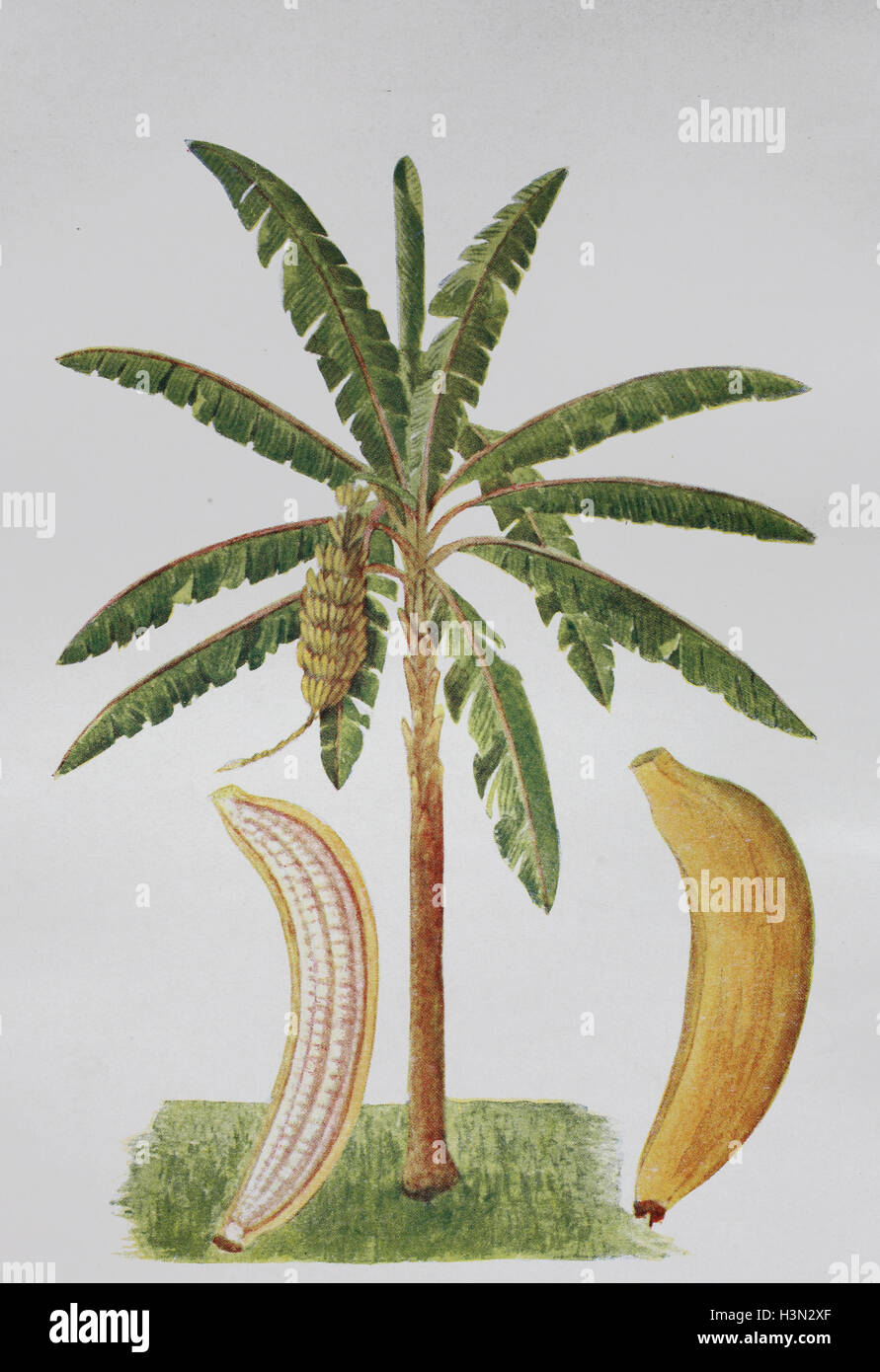 Musa sapientum hi-res stock photography and images - Alamy