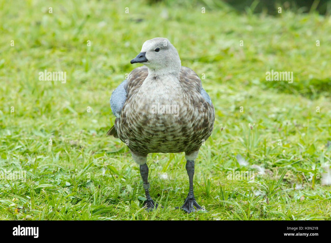 blue-winged goose (Cyanochen cyanoptera) adult standing on short ...